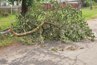 Efficient Tree Debris Removal for Clean and Safe Yards